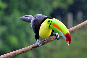 Tukane in Costa Rica
