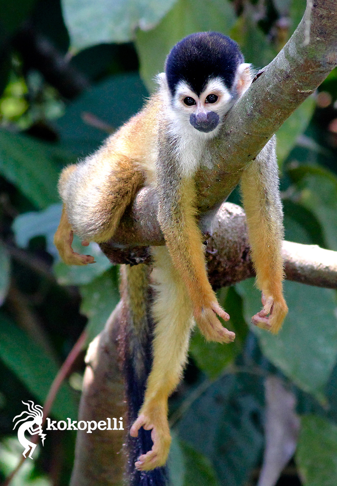 Die vier Affenarten im Corcovado-Nationalpark in Costa Rica