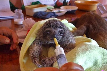 Faultier Reservat Cahuita