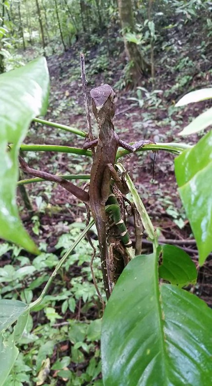 Perro zompopo Carara - Foto SINAC | Costa Rica