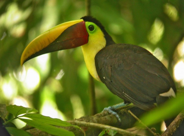 Tukan - Tarcoes-Carara | Costa Rica