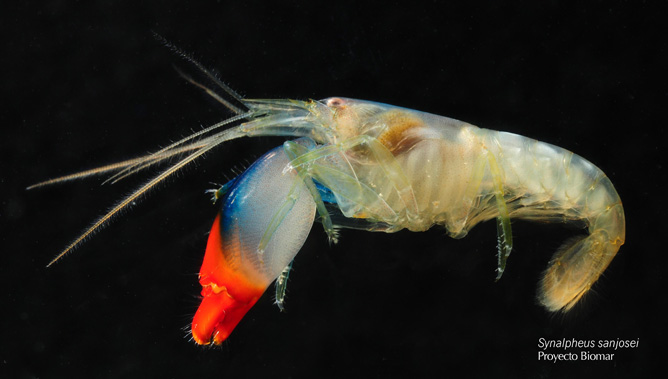 Guanacaste Garnele Synalpheus sanjosei (Foto: ACG Luciano Capelli)