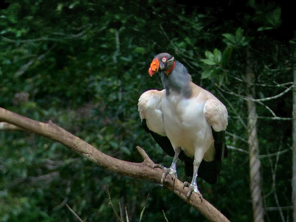 Der Königsgeier (Zopilote Rey) in Costa Rica