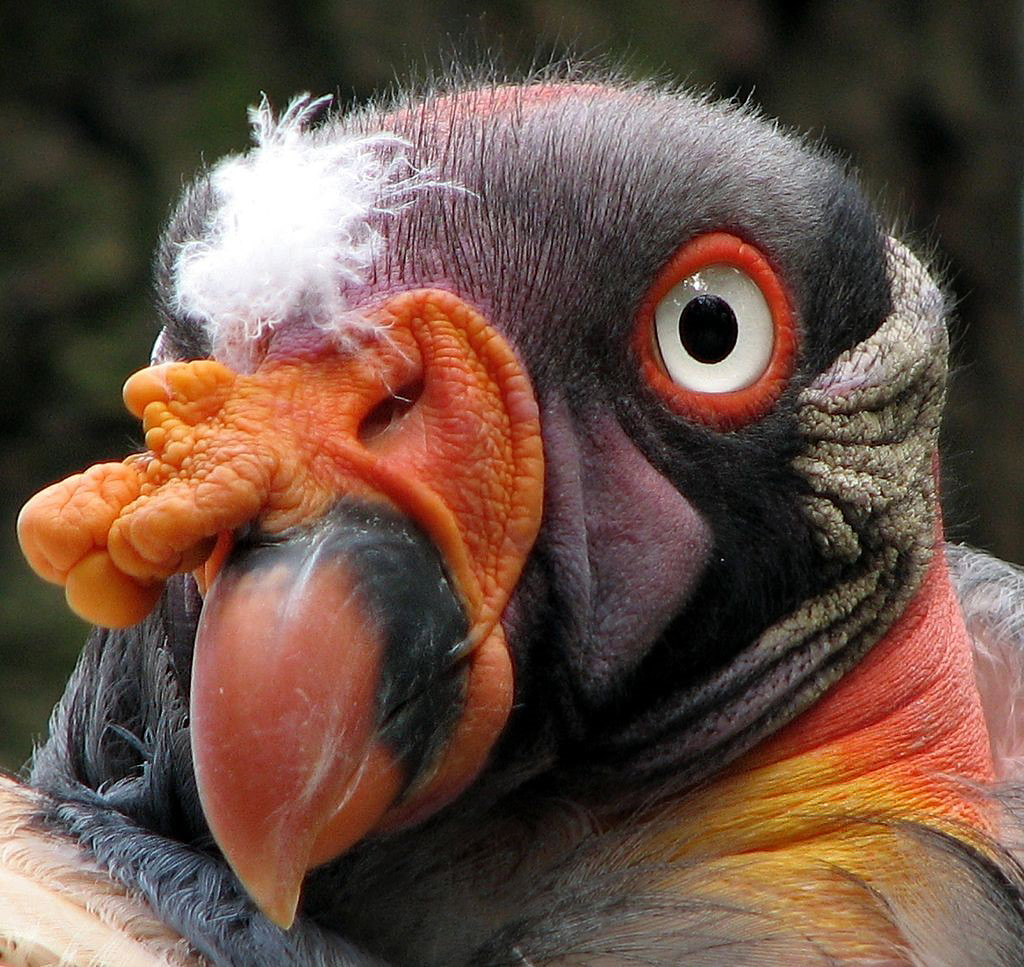 Der Königsgeier (Zopilote Rey) in Costa Rica