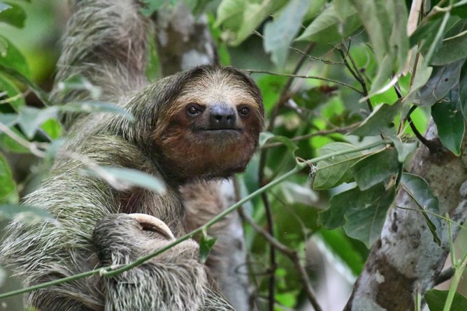 Costa Rica Reisen individuell für Selbstfahrer mit dem Mietwagen